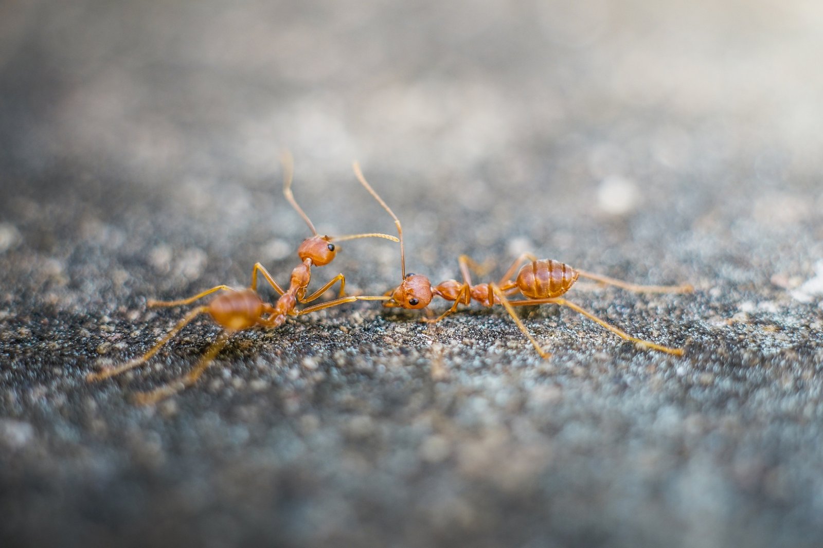 10 Natural Ant Control Solutions Safe for Families and Pets