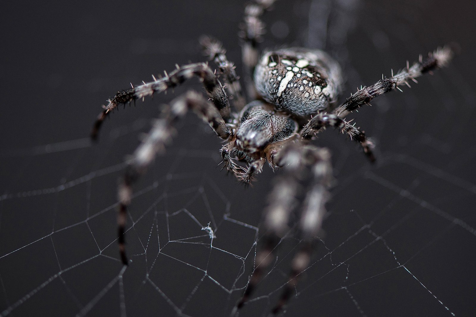 Spider Control Services Near You: Urban Pest Control