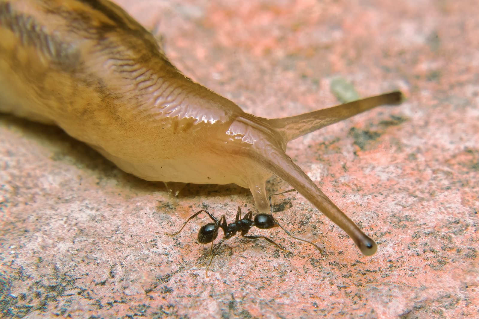 Ants & Pest Control: Symbiotic Bonds | Urban Pest Control.